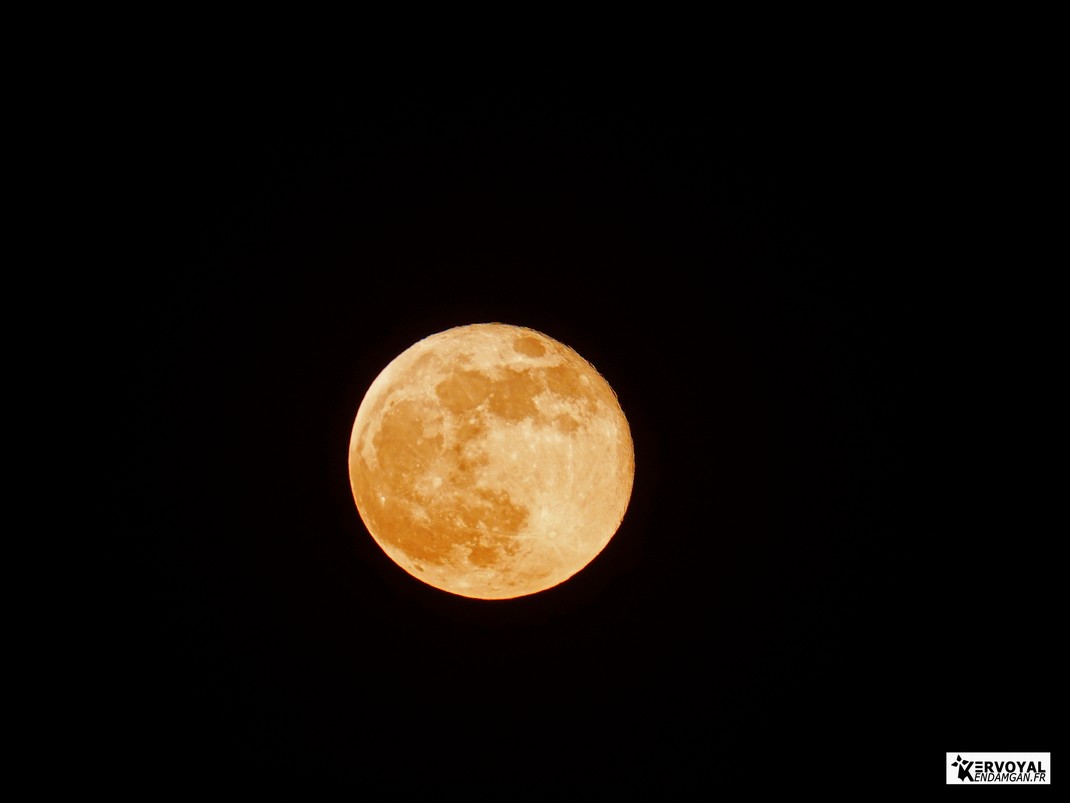 lune rousse à kervoyal en damgan morbihan (1) - KERVOYAL EN DAMGAN
